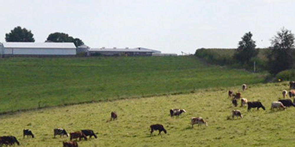 Dairy Margin Coverage Program (DMC) Guide - Ambrook