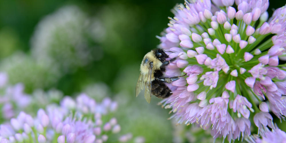 Utah Pollinator Habitat Program Guide - Ambrook