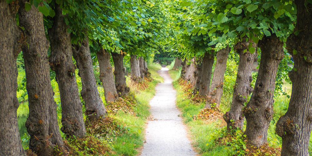 Working Trees Guide - Ambrook