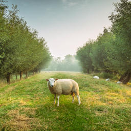 Contour Lines Tree Planting Grant Guide - Ambrook