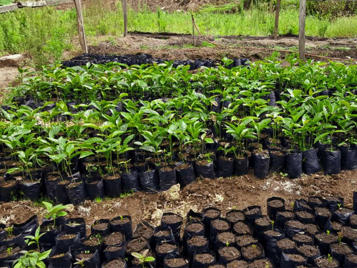 Planting Food Forests With International Tree Foundation