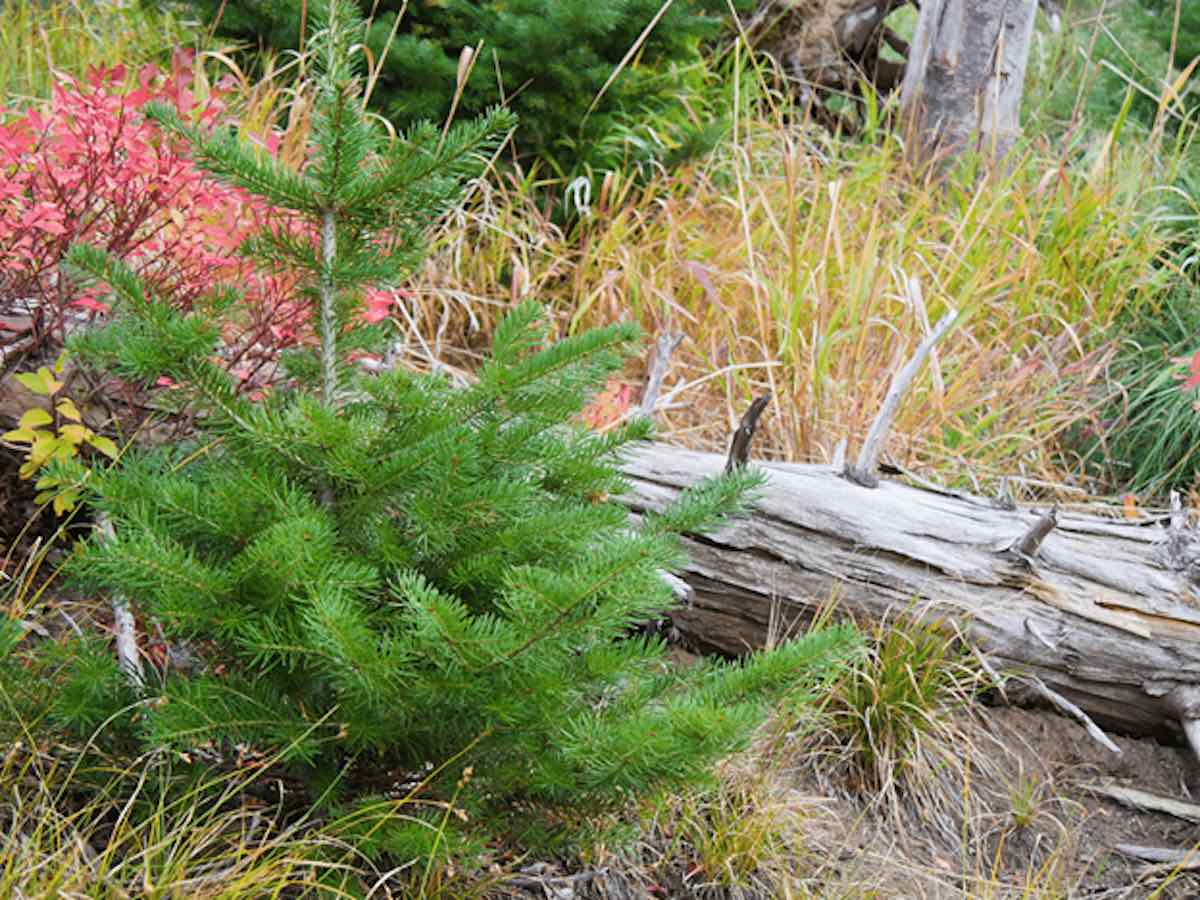 The Arbor Day Foundation: Our September Tree-Planting Partner