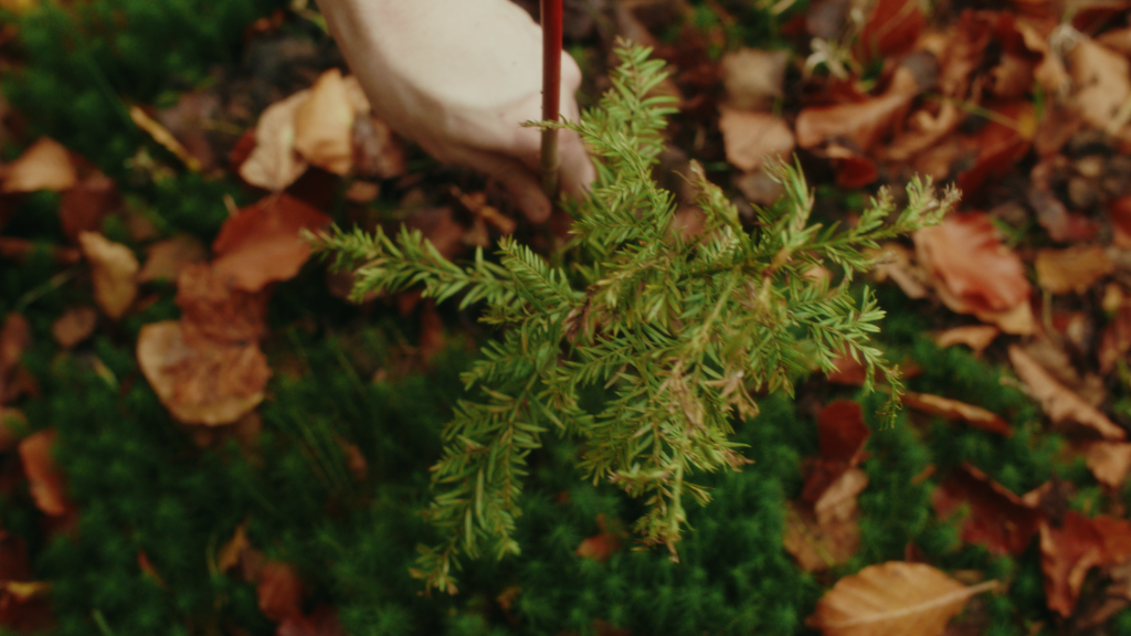Planting Ancient Redwoods For The Future With Archangel