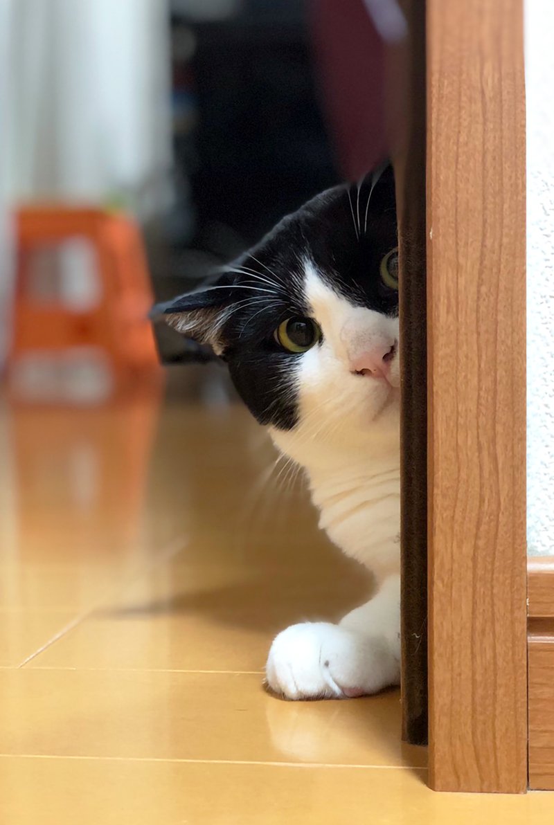 めくると編集部が選ぶ 4月のベストショット | 西日本新聞めくると