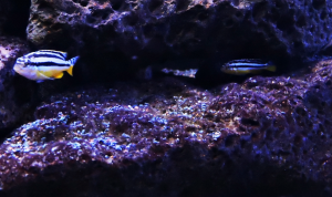 African Cichlid Aquarium - Aquarays