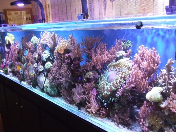 1000 litre Marine Aquarium - Aquarays