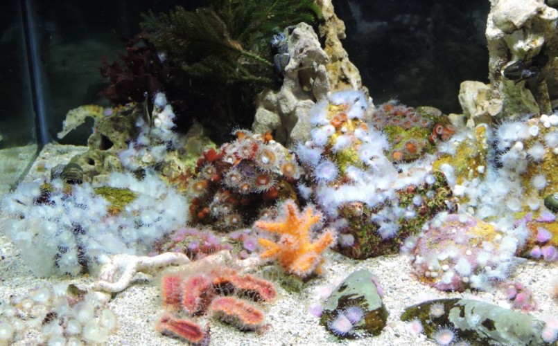 Temperate Marine Aquarium - Aquarays