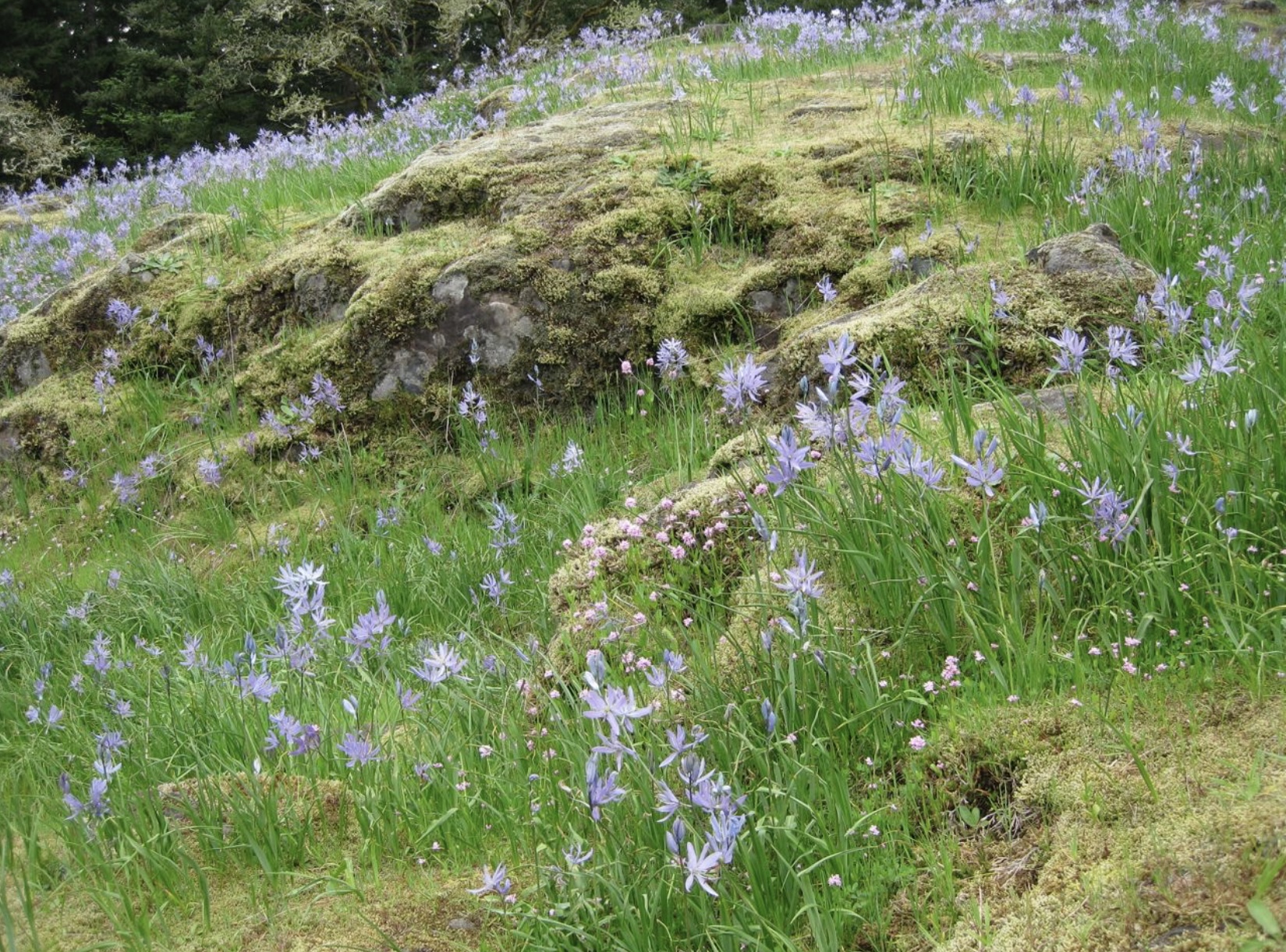 Drala Meditation Hike: Lacamas Creek and Round Lake : Northwest Dharma ...