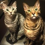 Nylah And Bambu