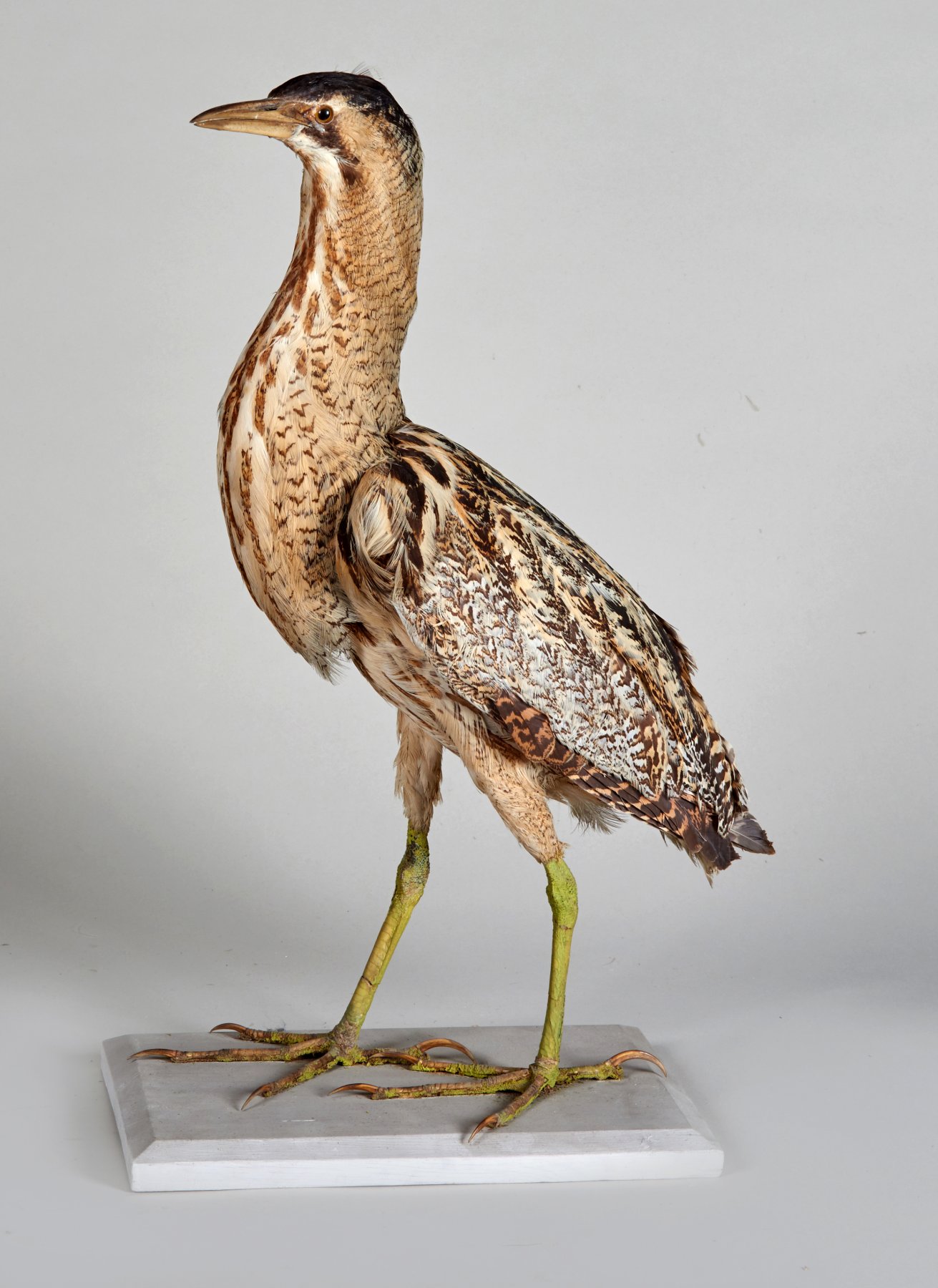 BUTOR ETOILE Botaurus stellaris. | Artcurial