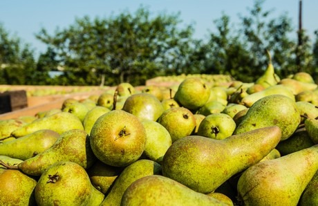 Belgian pear producers are struggling