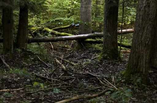 Over 40% of tree species face extinction in Europe