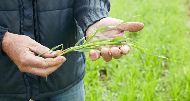 Organic Belgian bread could be coming soon