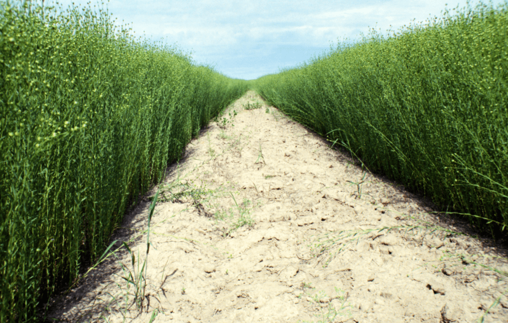 Floods put a damper on flax cultivation