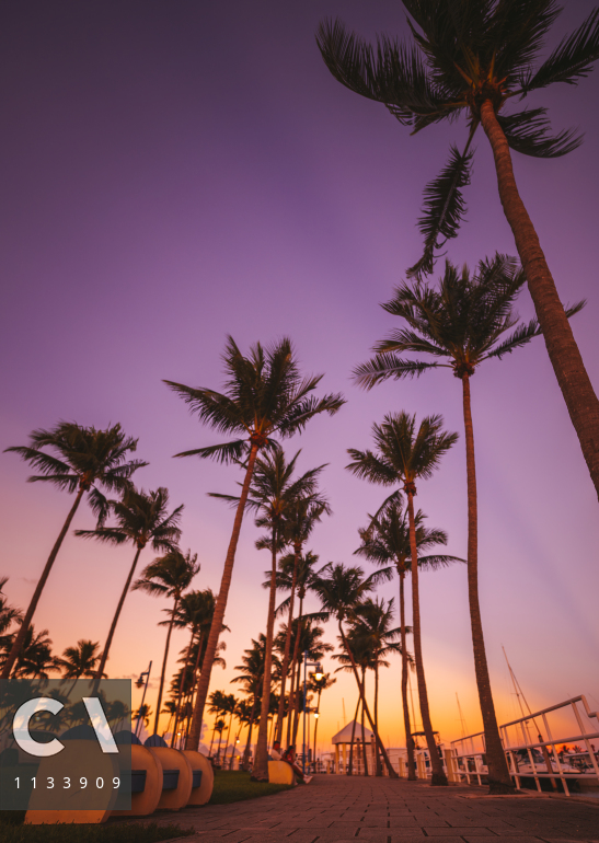 Miami Sunset Palm Trees