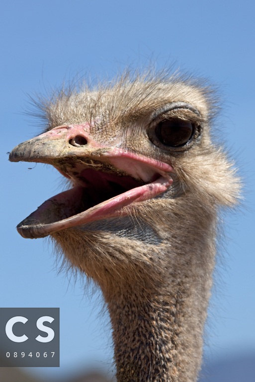 Ostrich Screaming