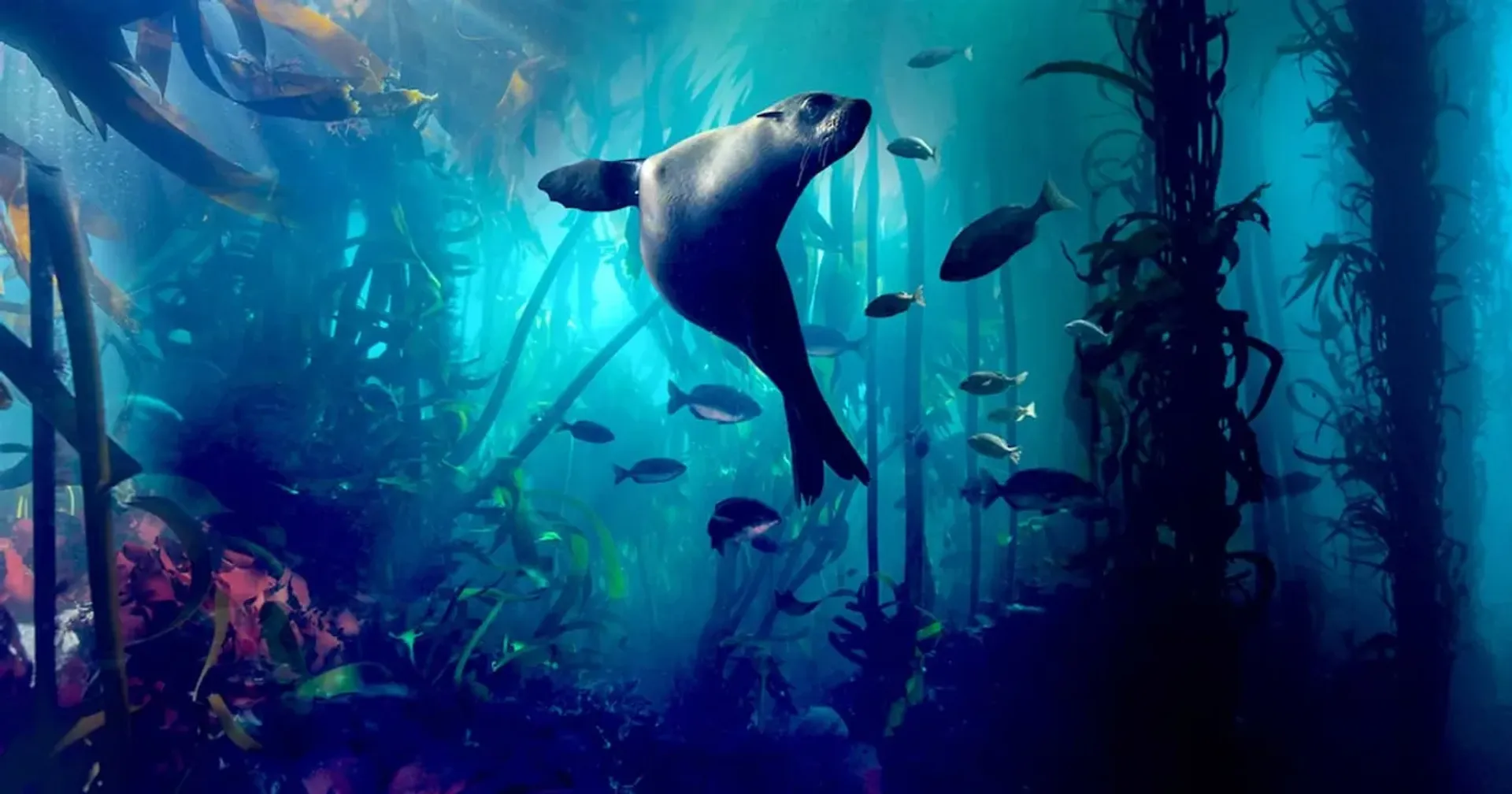 5 Ocean Documentaries Every Scuba Diver Should See | SeaCrush