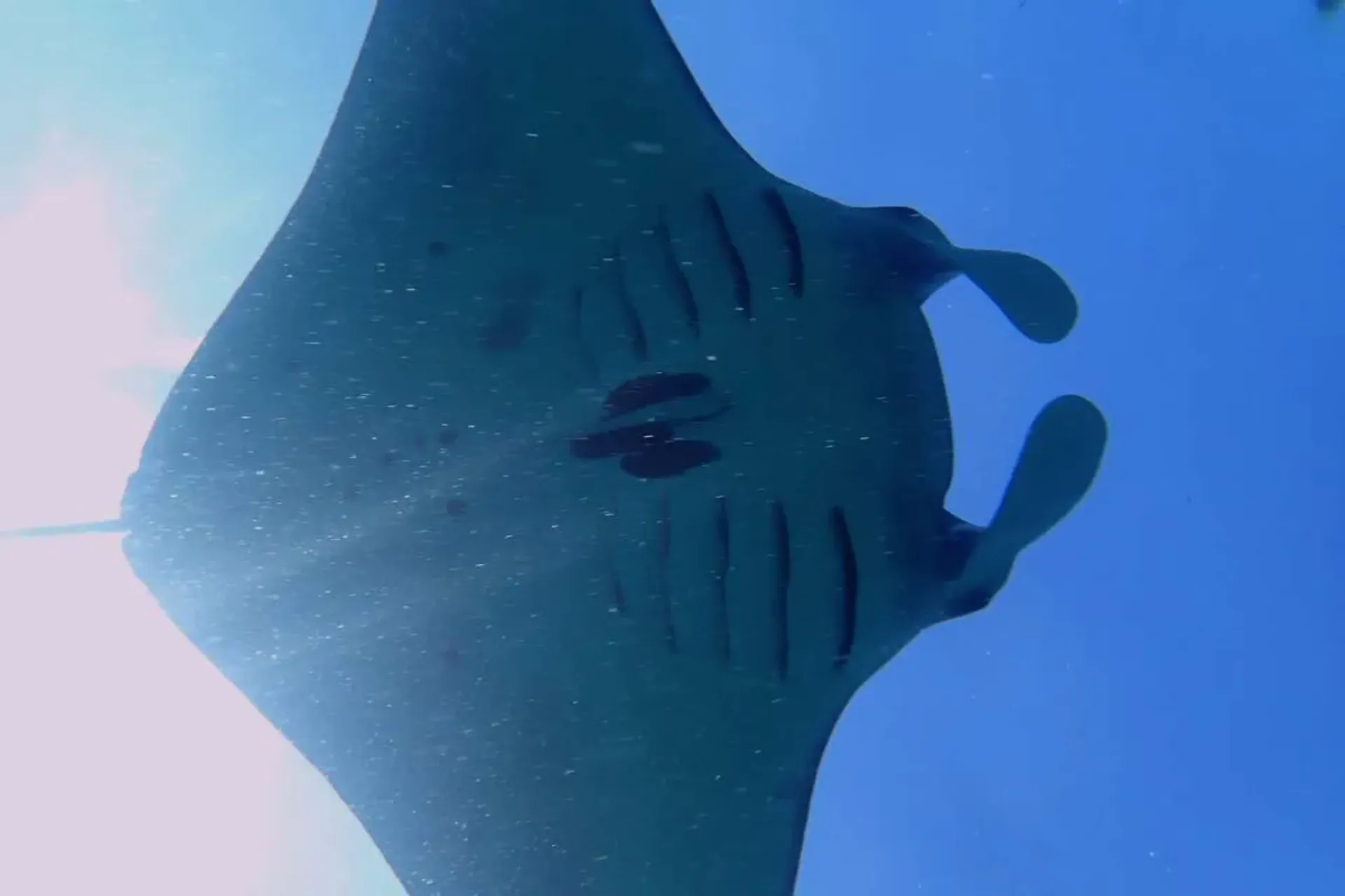 Manta Ray Travel Guide: When to Go, How to Get There, and Who to Dive ...