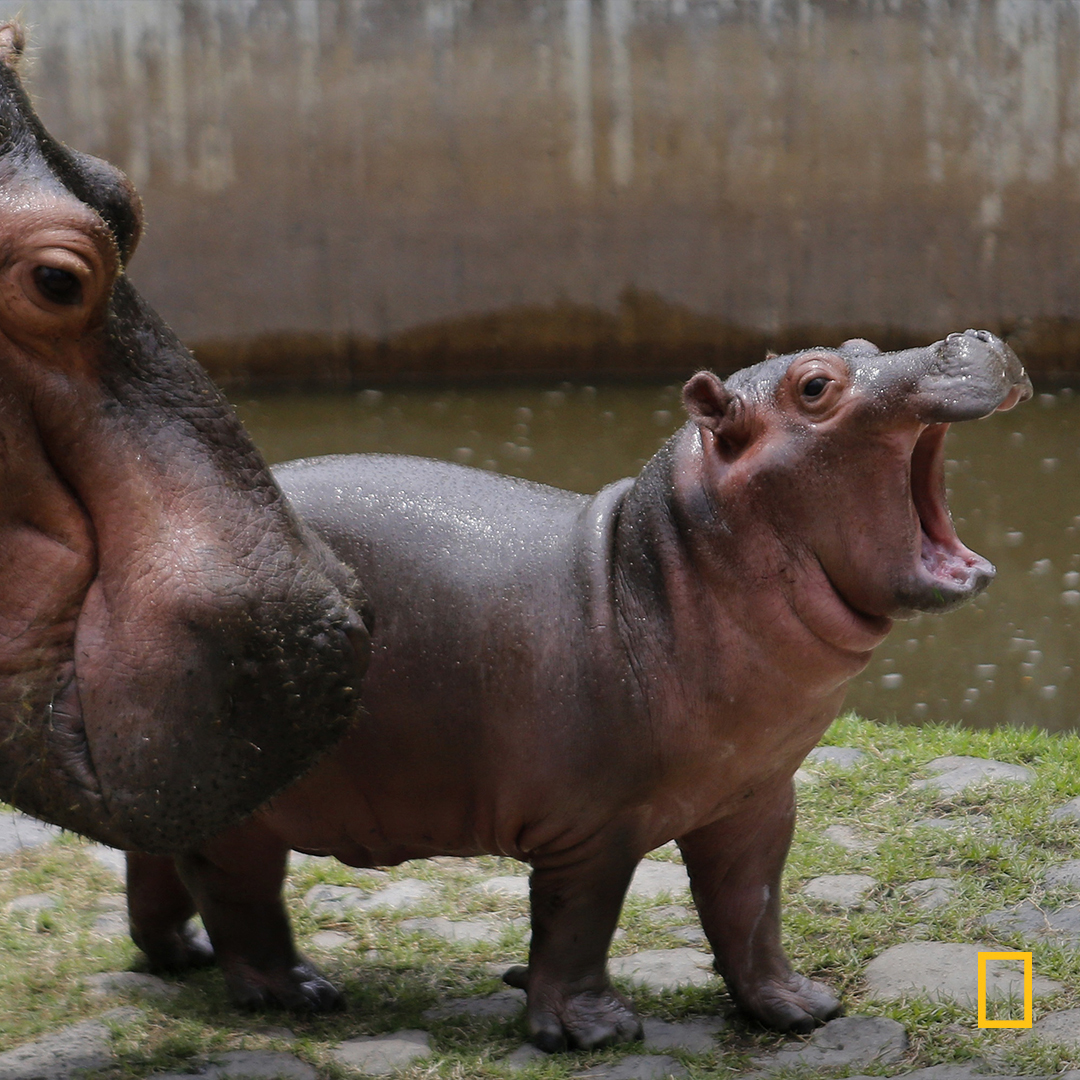 เพจ ขาหมู แอนด์เดอะแก๊ง เตือนแฟน ๆ ระวังเพจปลอมแอบอ้างจำหน่ายสินค้า-เปิดรับบริจาคเงิน