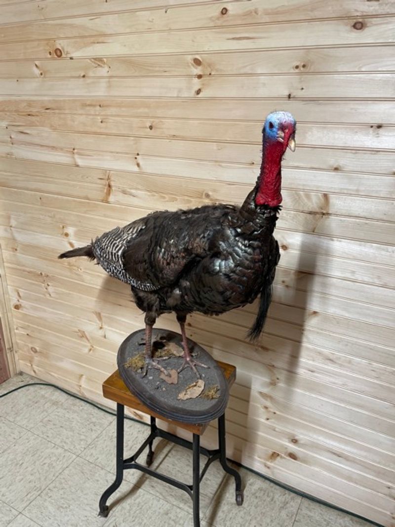 Turkey Mount Full Body - Turkey mount full body - Lot 7