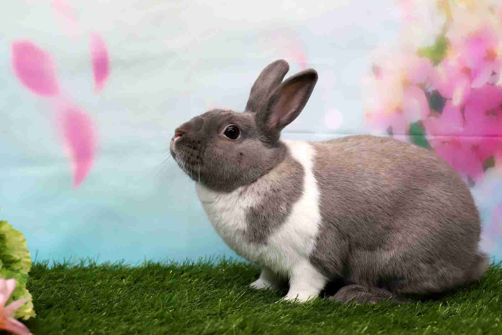 What Are Some Backyard Rabbit Hunting Tips? - BackyardBunnyNews