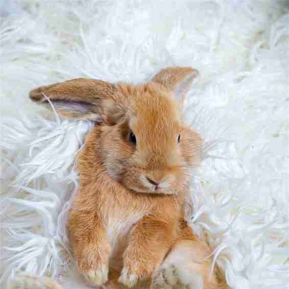 Are There Rabbit Breed Shows Or Events? - BackyardBunnyNews
