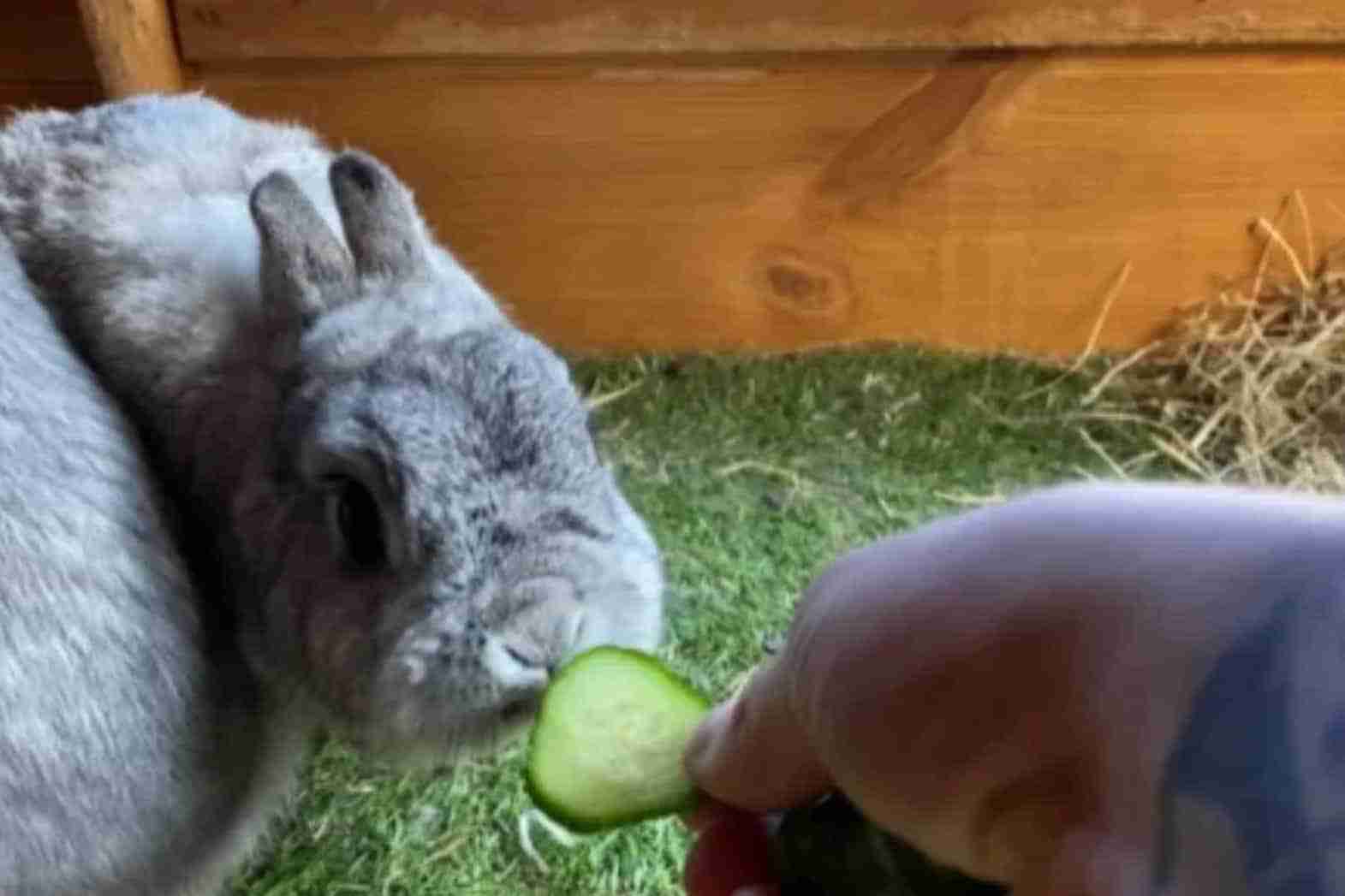 Can the Central Coast Rabbit Club Save the Species? - BackyardBunnyNews