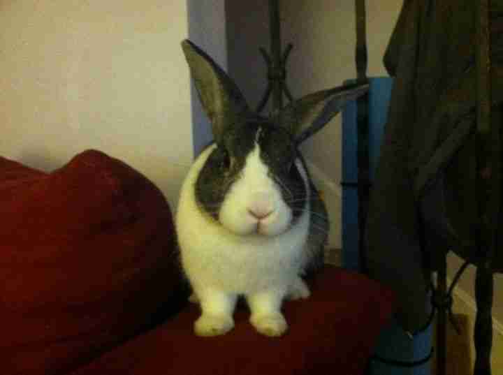 Can the Rare San Juan Rabbit Survive? - BackyardBunnyNews