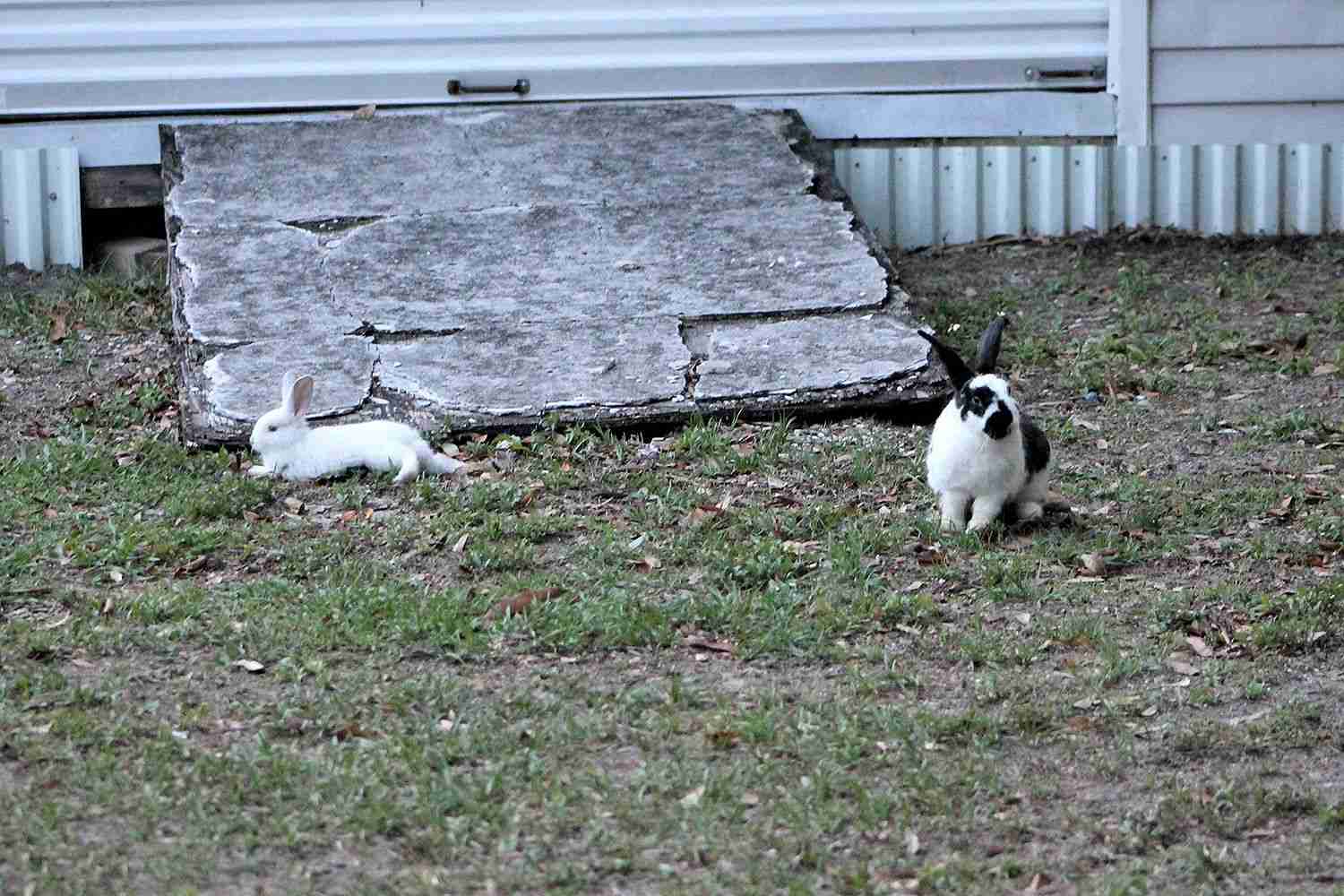 Can Creme D'argent Rabbits Make You Feel Like Royalty? - BackyardBunnyNews