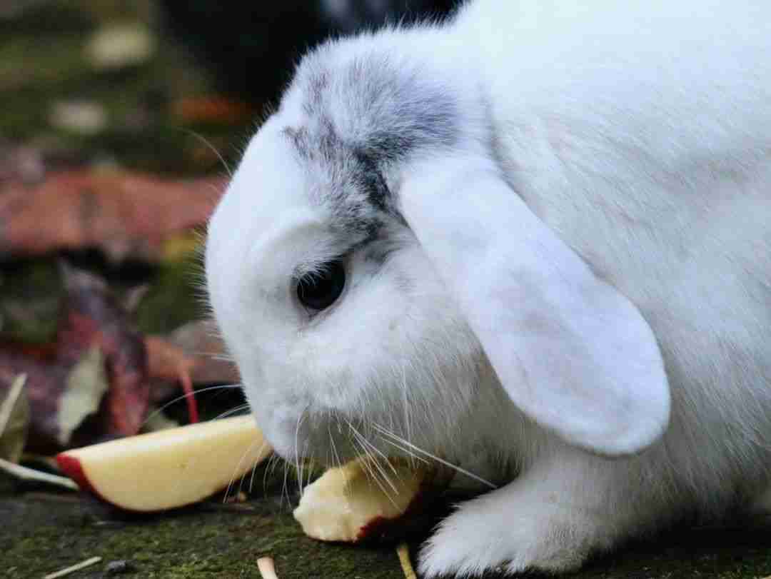 Do Domestic Rabbits Change Color? - BackyardBunnyNews