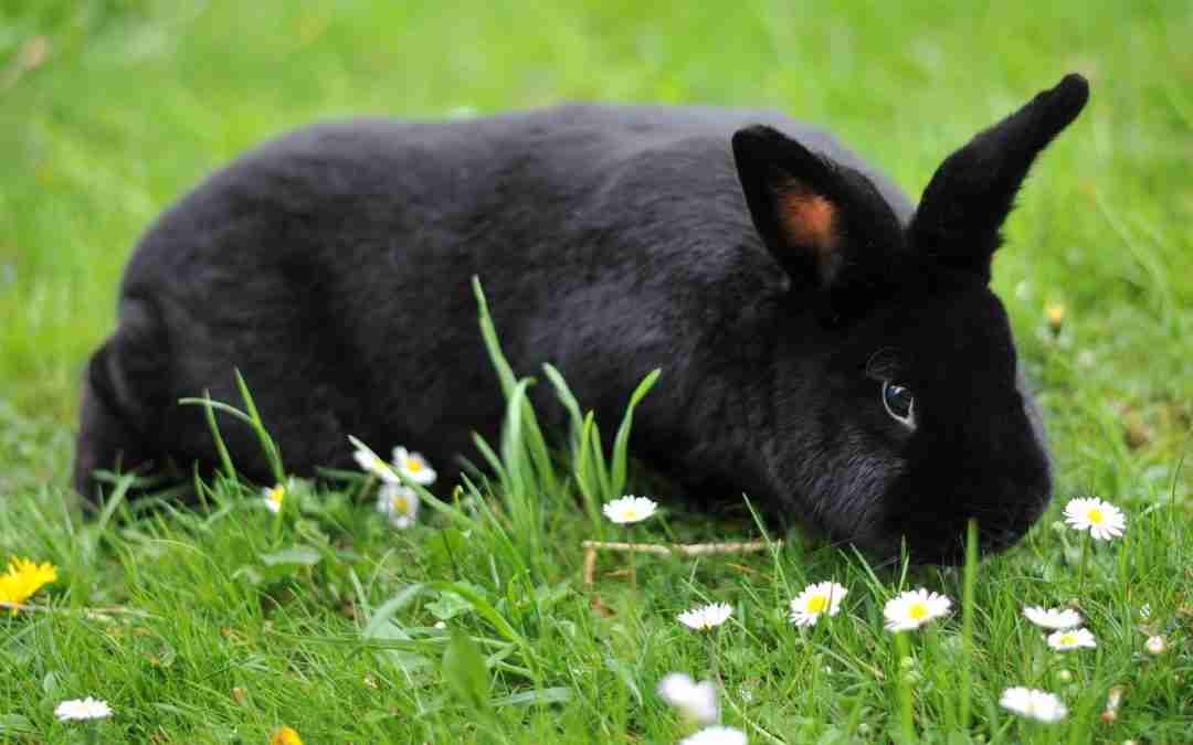 What Are the Largest Breeds Of Rabbits? - BackyardBunnyNews