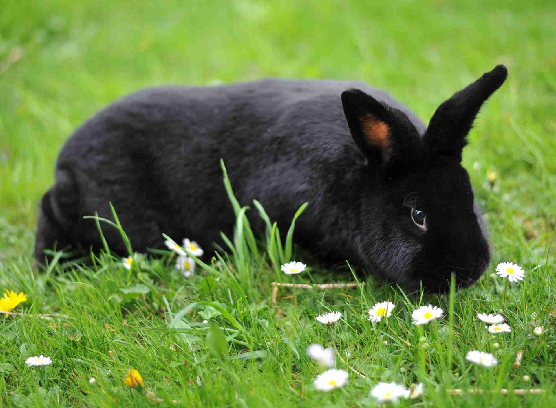 How to Choose a Backyard Rabbit Run? - BackyardBunnyNews
