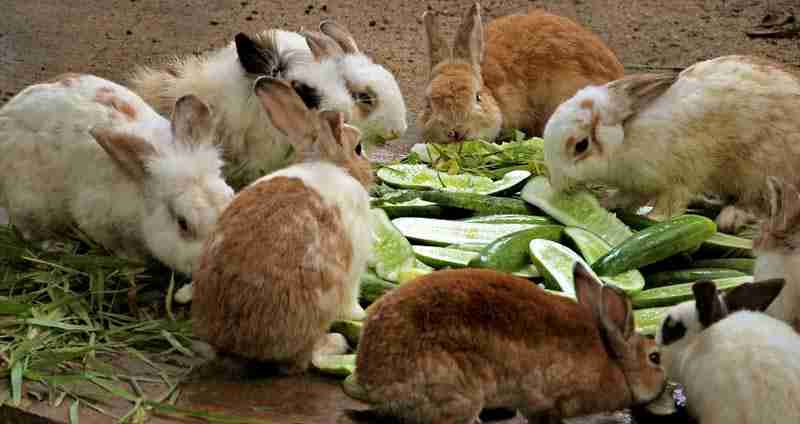 Can Rabbits Eat Green Onions? - BackyardBunnyNews
