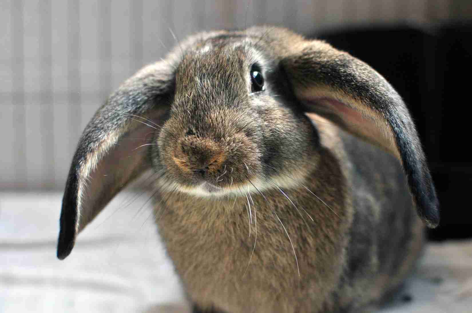 How Much Space Does a Rabbit Need to Run? - BackyardBunnyNews