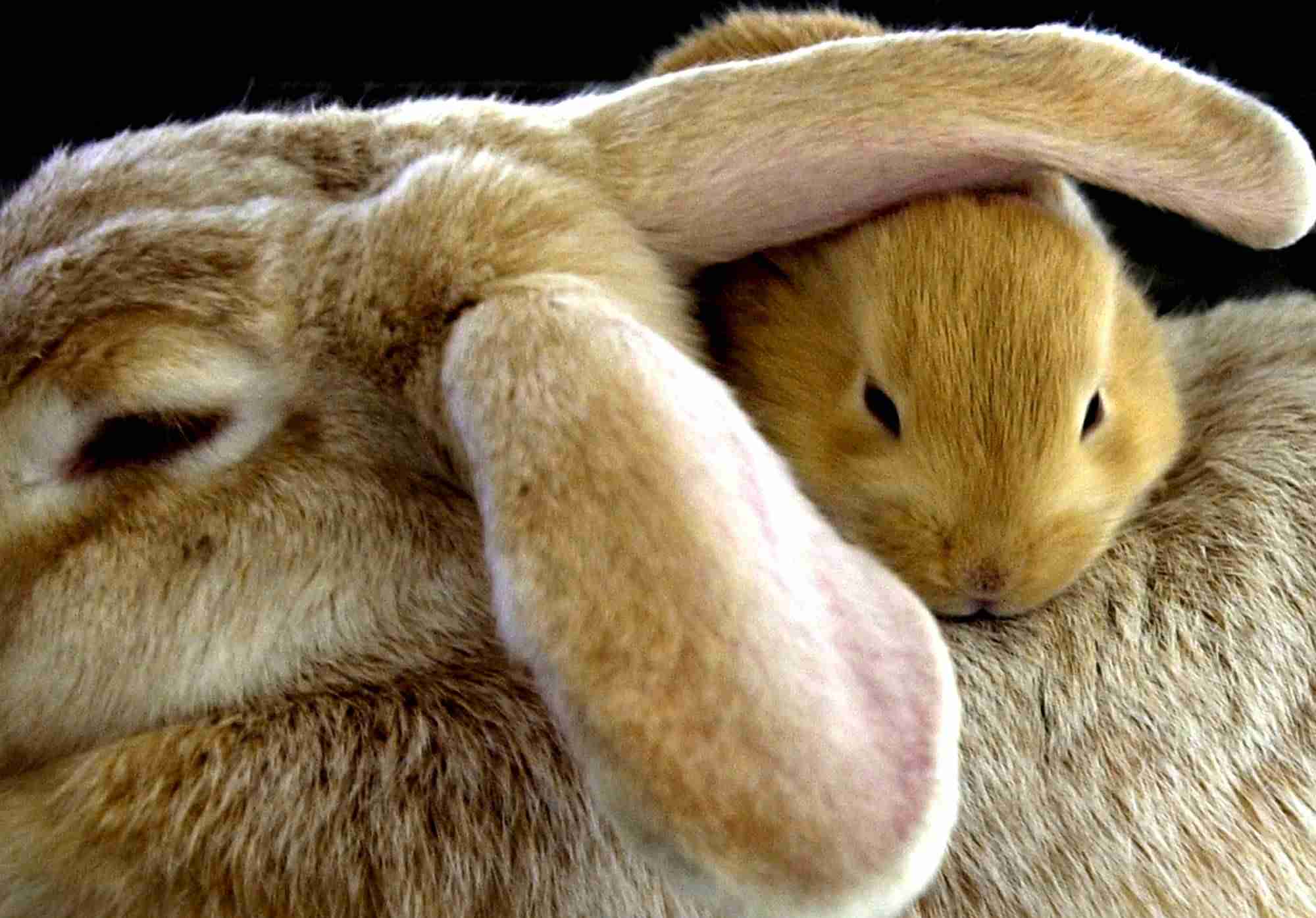 Uncovering the Wonders Of the Fauve De Bourgogne Rabbit Breed ...