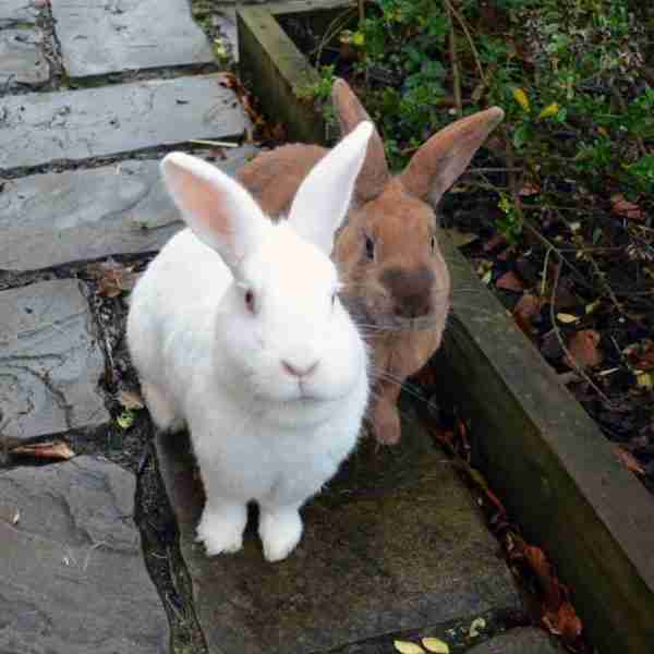 How to Care for Backyard Rabbits? - BackyardBunnyNews