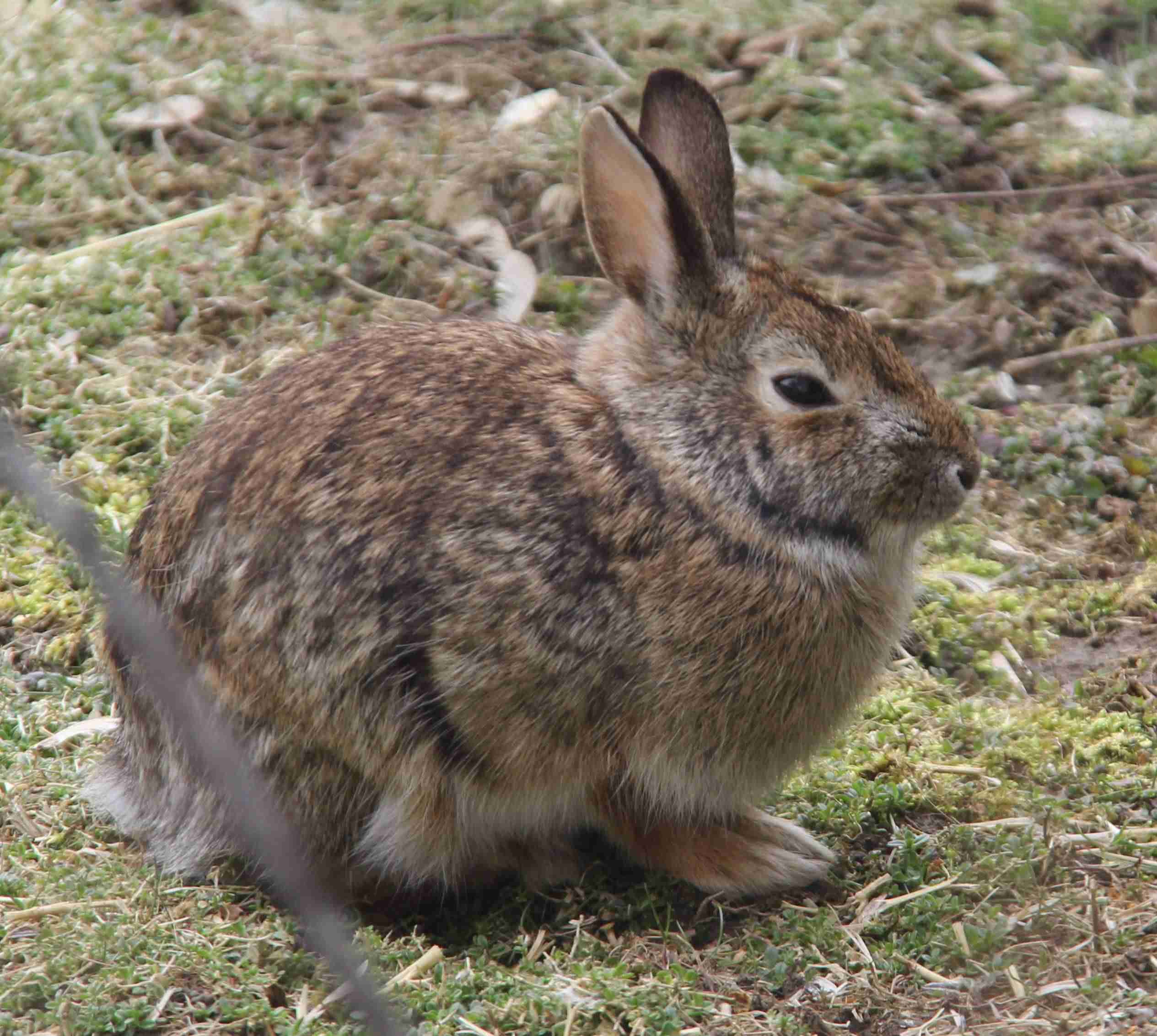 Is There A Breed of Rabbits Called Siamese Sable Rabbits ...