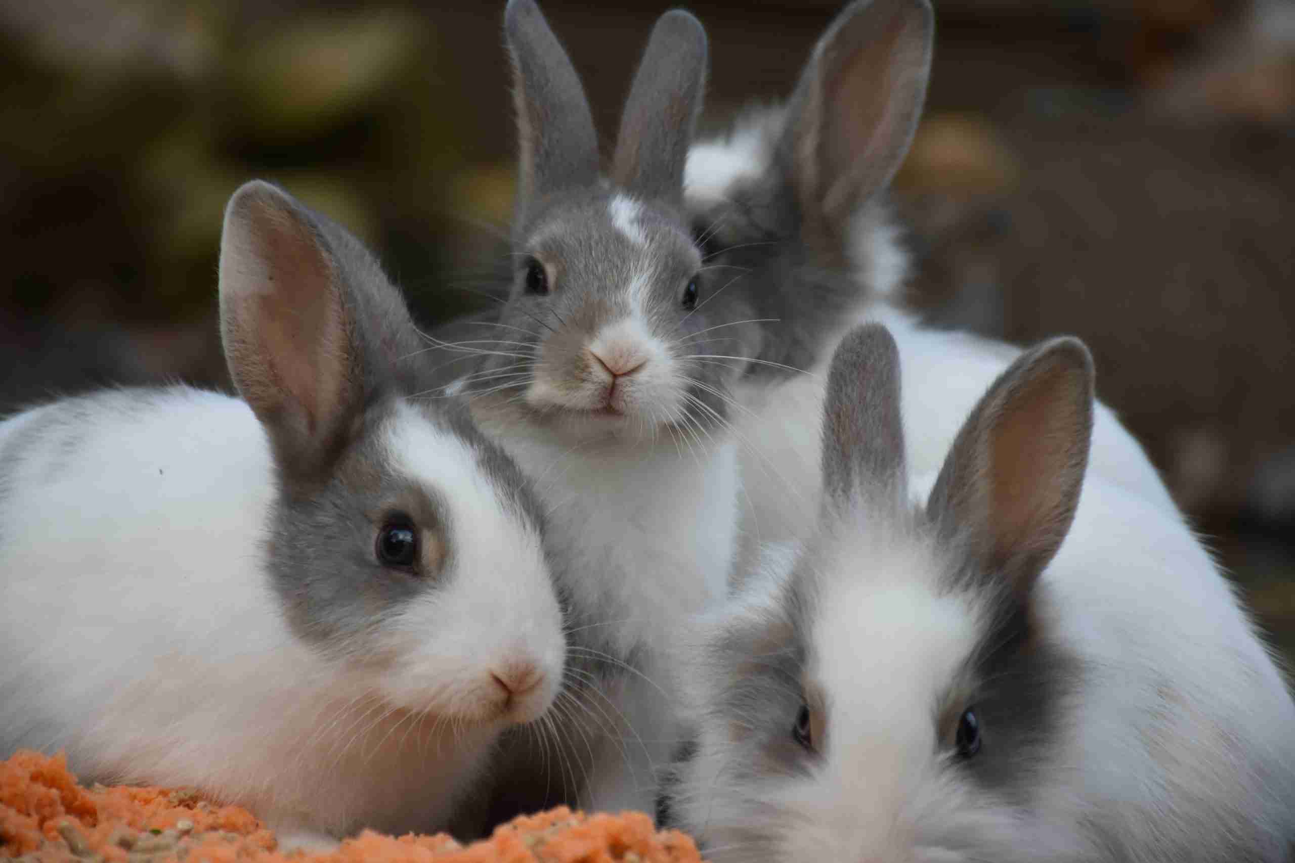 How Rare Is the Alaska Rabbit Breed? - BackyardBunnyNews