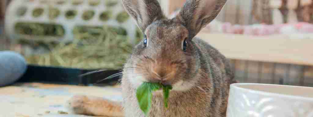 How to Care for Outdoor Rabbits In Winter? - BackyardBunnyNews