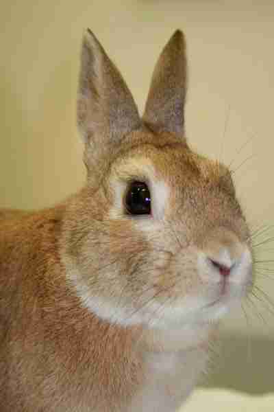 Are You Familiar With The Sallander Rabbit Breed? - BackyardBunnyNews