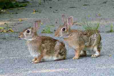 What to Do If Domestic Rabbits Run Away - BackyardBunnyNews