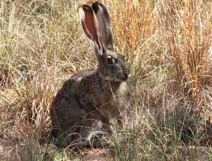 What Rabbit Breeds Are Best for Meat? - BackyardBunnyNews