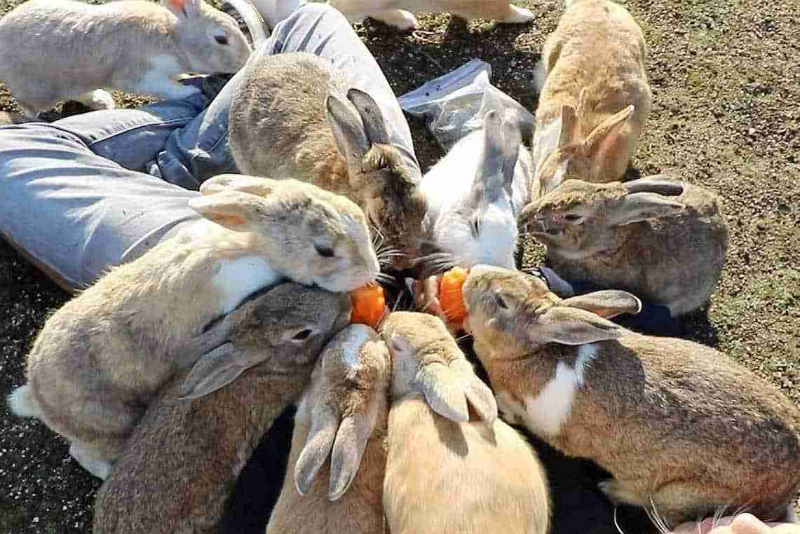 Can the American and National Rex Rabbit Clubs Work Together ...
