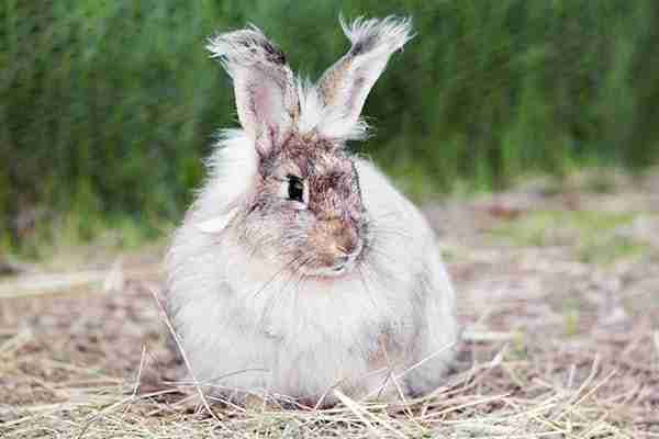 How Big Do Backyard Rabbits Get? - BackyardBunnyNews