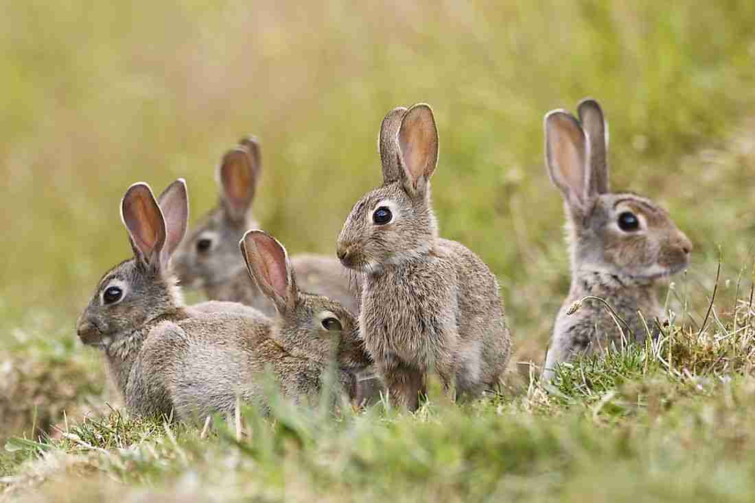 Can Giant Rabbits From Spain Take Over The World? - BackyardBunnyNews