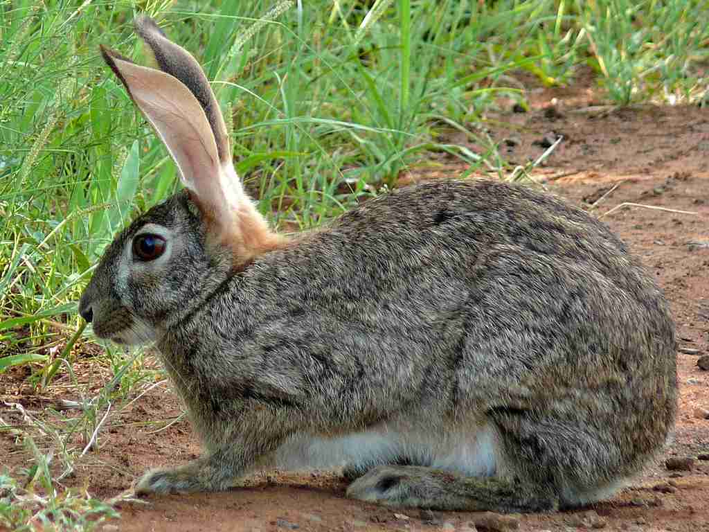 What Is the Central Coast Rabbit Club? - BackyardBunnyNews