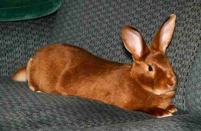 Can the Flemish Giant Rabbit Be Tamed? - BackyardBunnyNews