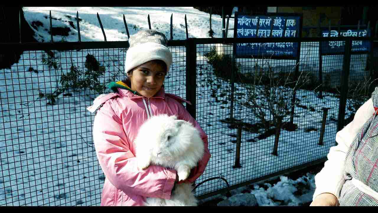 How Can I Get Rid Of Rabbits In My Backyard? - BackyardBunnyNews