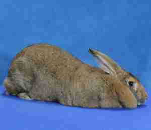 Is the Dwarf Papillon Rabbit Breed Rare? - BackyardBunnyNews