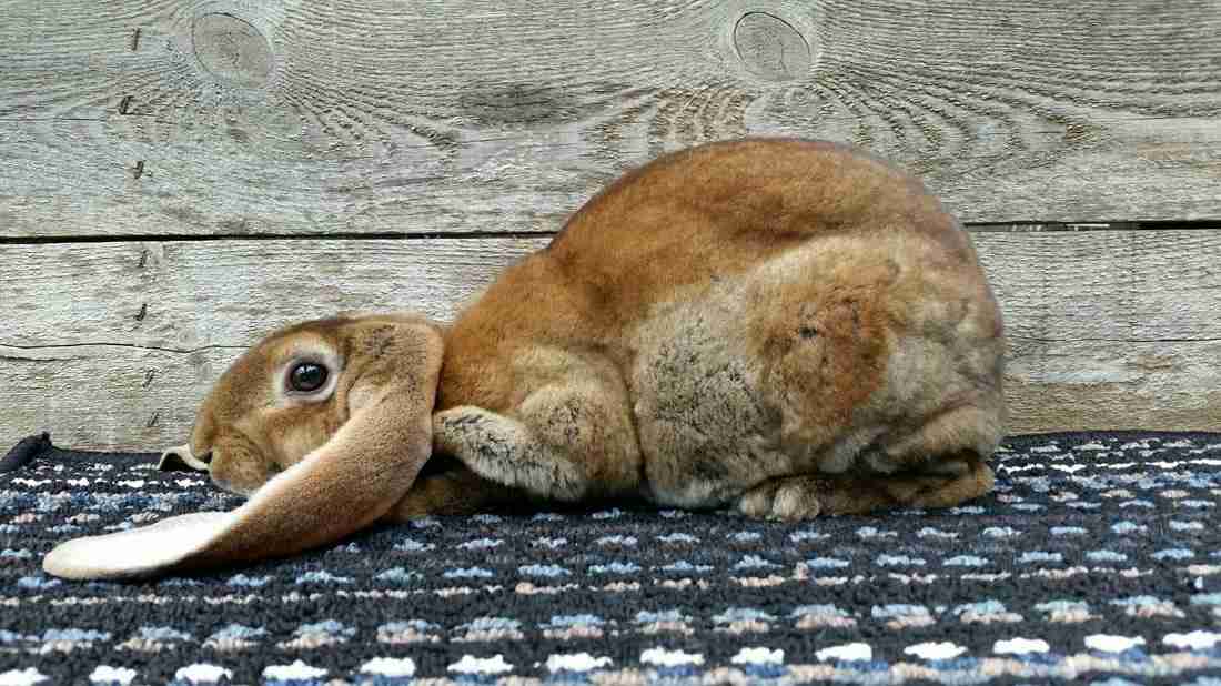 What Should You Do If Your Domestic Rabbit Escapes? - BackyardBunnyNews